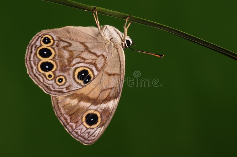 Lethe Trimacula Male Butterfly Stock Photos - Free & Royalty-Free Stock ...