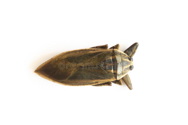 Water Bug- Lethocerus Indicus is a Giant Water Bug in the Family ...