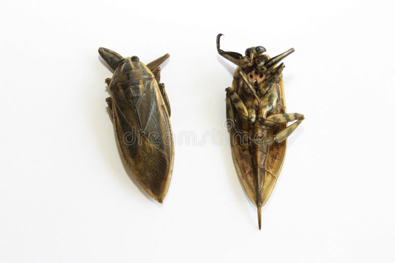 Water Bug- Lethocerus Indicus is a Giant Water Bug in the Family ...