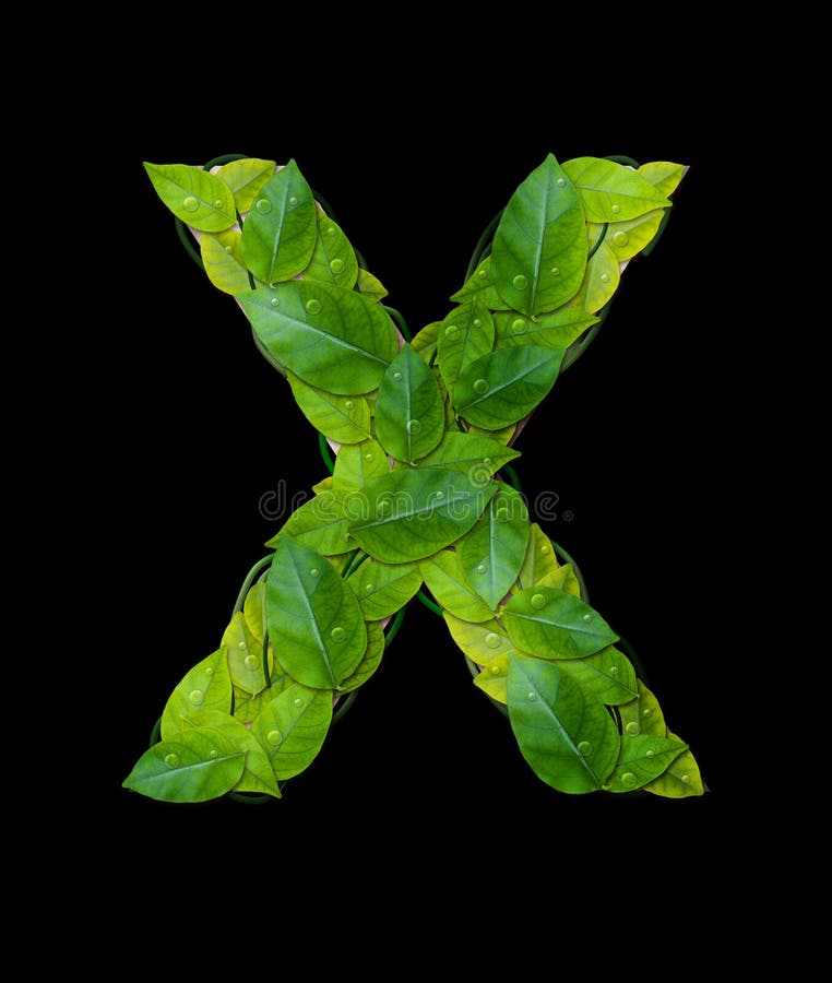 Letras Do Alfabeto Das Folhas Imagem de Stock - Imagem de parque ...