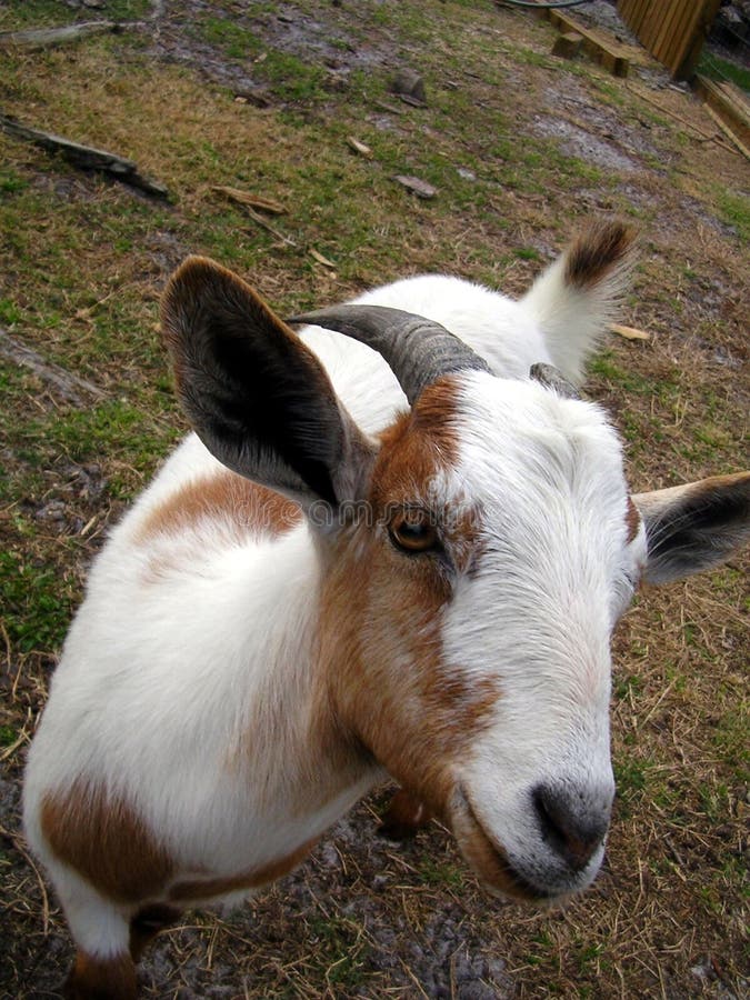 Billy Goat Prancing Around Stock Photos - Free & Royalty-Free Stock ...