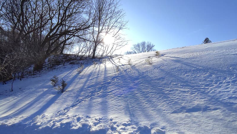 Lets Flare of the Lone Maple Trees on a Winter Field Stock Image ...