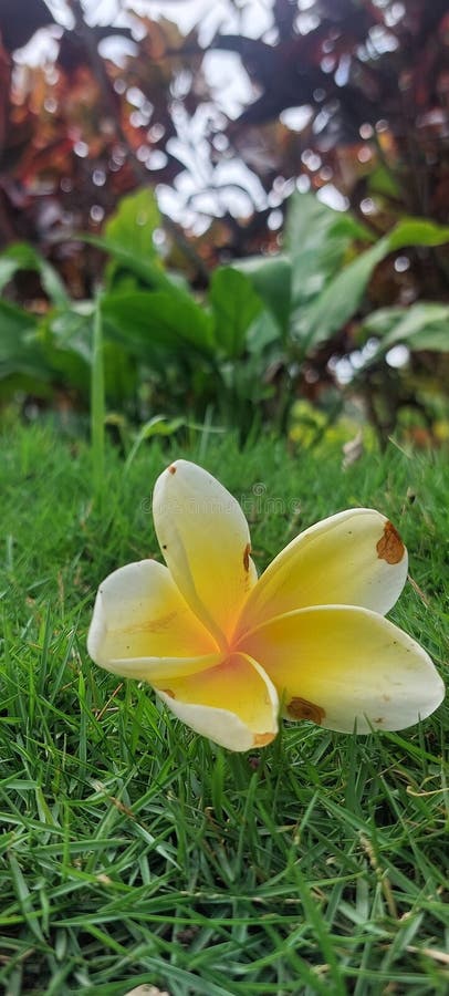 Lets Flower Fall Down and Make You Happy Stock Image - Image of happy ...