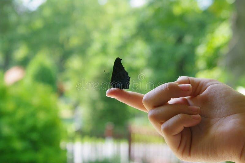 Lets Fly stock image. Image of nature, invitations, invitation - 43481563