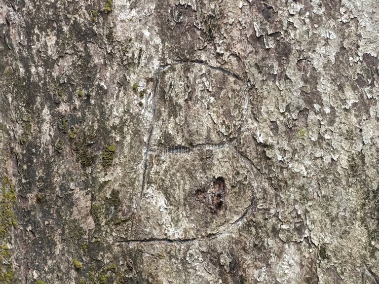 Letter B on tree bark stock image. Image of bark, brown - 320976247