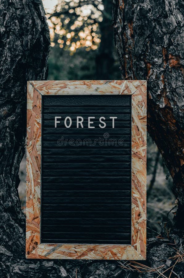 Letter Board with Inscription Forest Installed on a Pine Tree in Forest ...