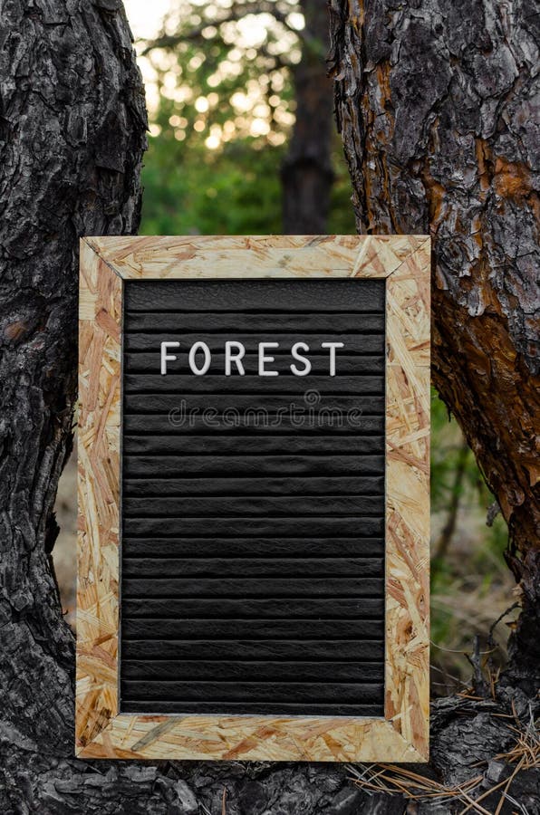Letter Board with Inscription Forest Installed on a Pine Tree in Forest ...