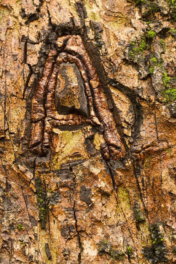 449 Letter Carved Tree Stock Photos - Free & Royalty-Free Stock Photos ...