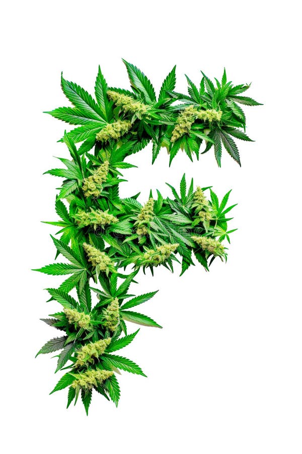 The Letter F is Creatively Crafted Using Marijuana Leaves Against a White Background. Alphabet ...