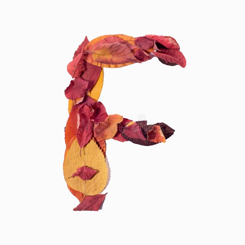 Letter F Isolate Autumn Leaves on White Background Texture Stock Image ...