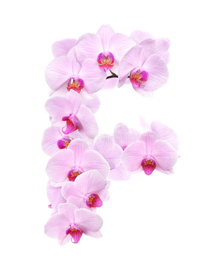 Letter F from Orchid Flowers Stock Image - Image of fragile, freshness ...