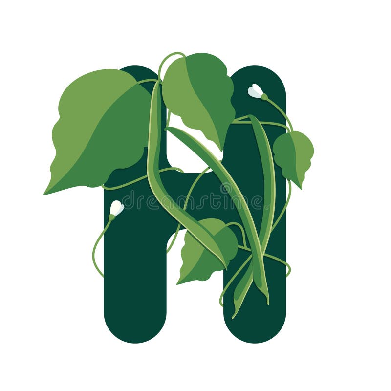 Letter H with Green Leaves and Haricot Stock Vector - Illustration of ...