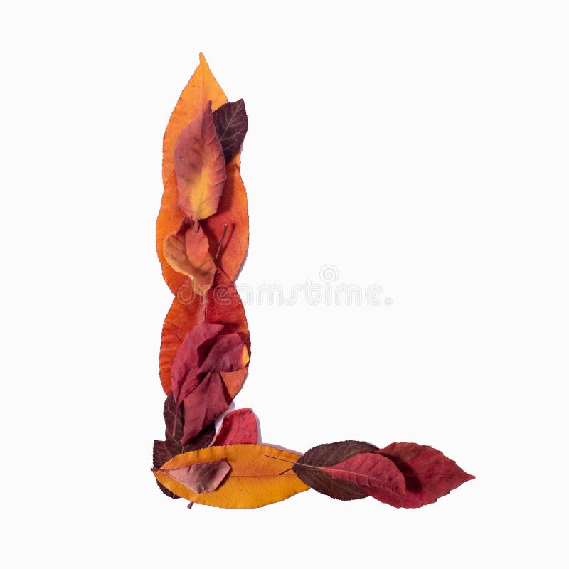 Letter L Autumn Leaves Isolate on White Background Stock Photo - Image ...