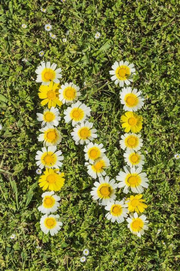 Letter N flower alphabet stock photo. Image of building - 52517326
