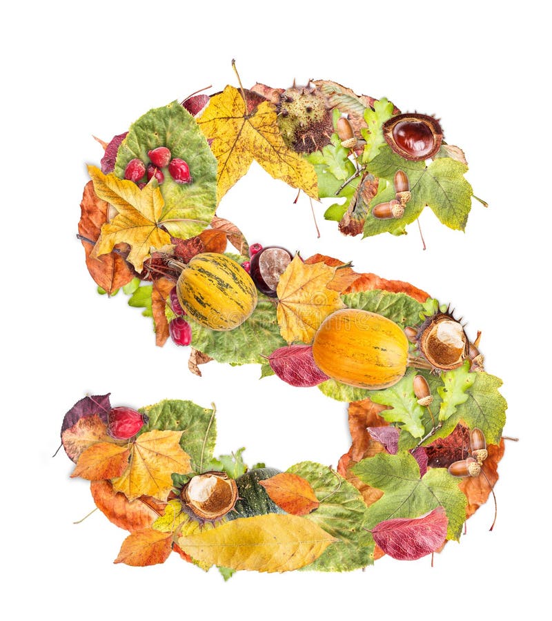 Oak tree leaves stock photo. Image of outdoors, leaf - 14246160