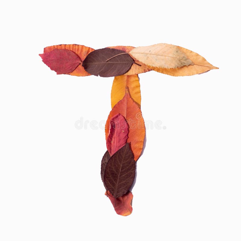 Letter T Autumn Leaves Isolate on White Background Stock Image - Image ...