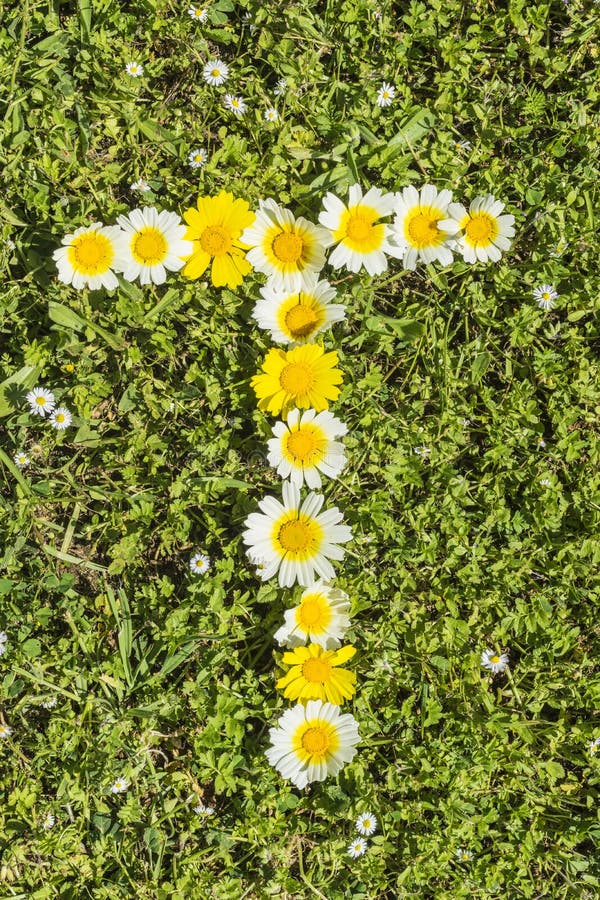 Letter T flower alphabet stock photo. Image of blossom - 52516766