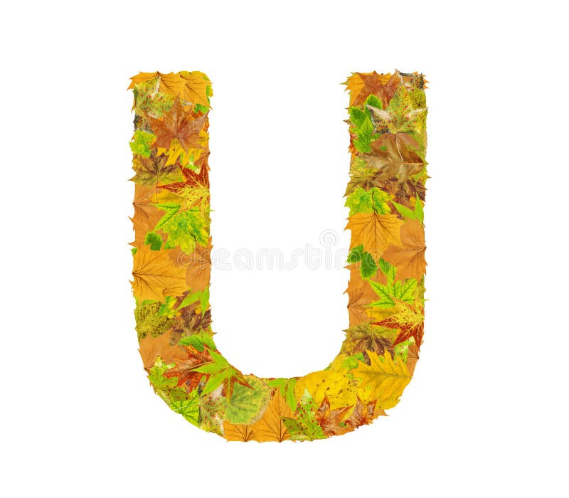 The Letter U of Alphabet Made of Autumn Leaves Stock Image - Image of ...