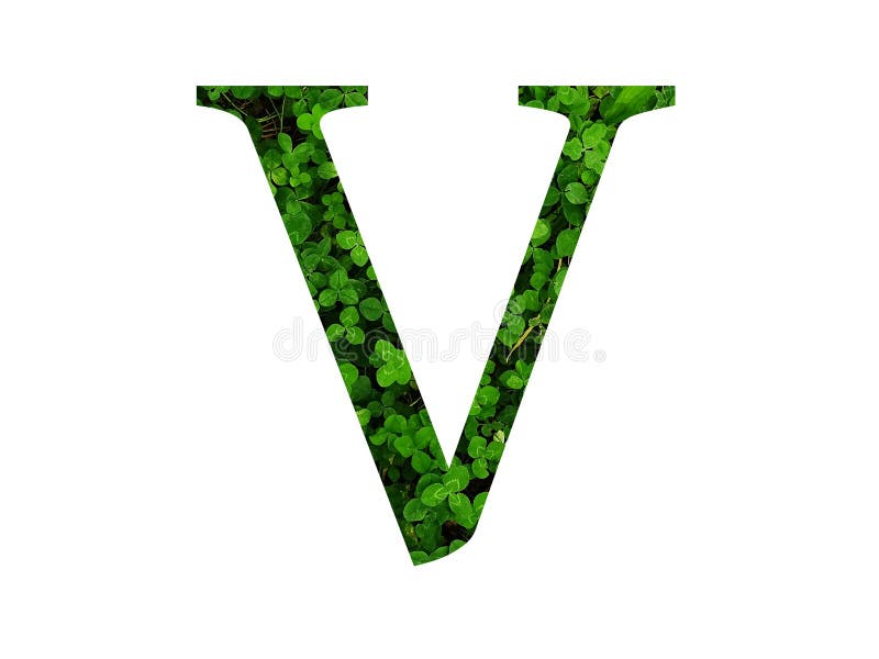 Letter V of the Alphabet Made with Green Leaf of a Clover Field Stock ...