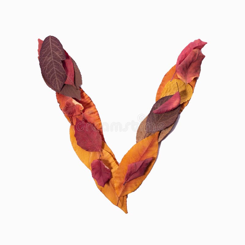 Letter V Autumn Leaves Isolate on White Background Stock Photo - Image ...
