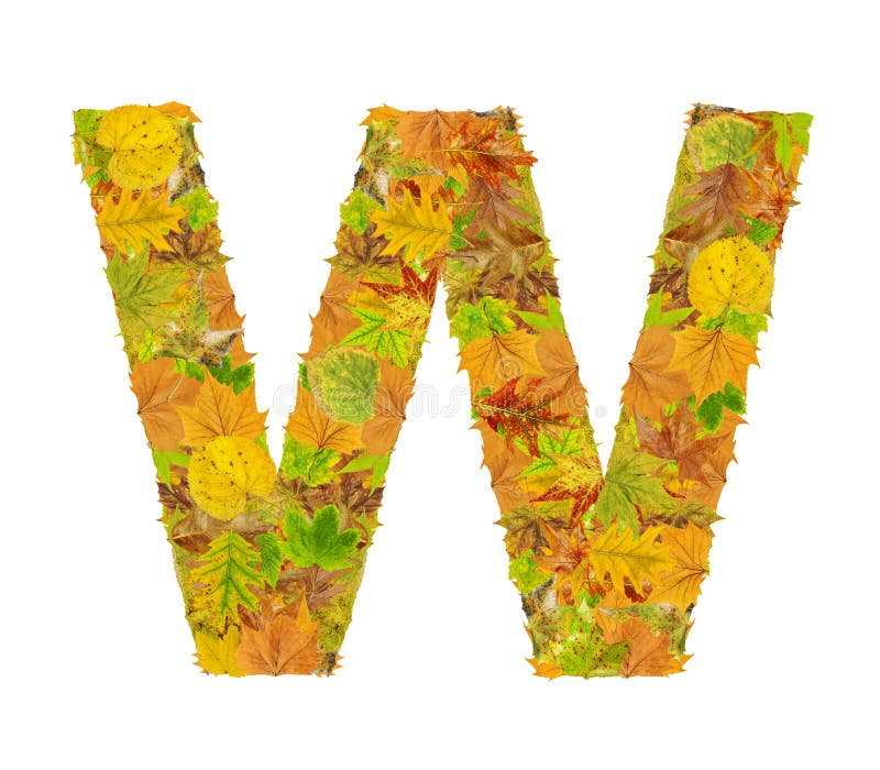 The Letter W Of Alphabet Made Of Autumn Leaves Stock Image - Image of ...