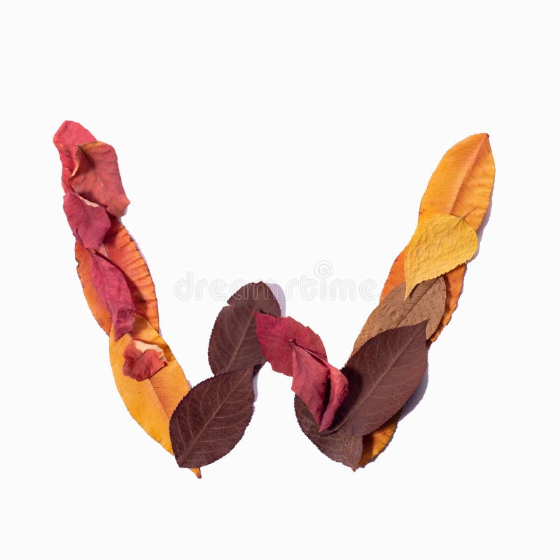 Letter W Autumn Leaves Isolate on White Background Stock Image - Image ...