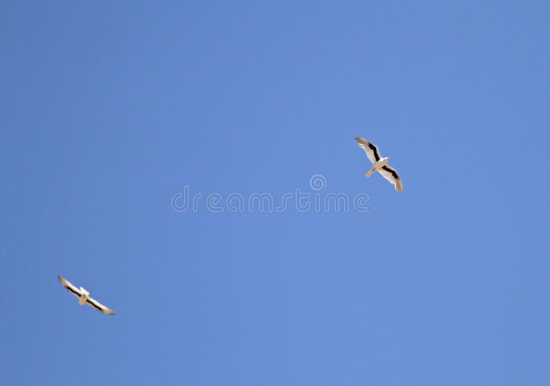 Letter Winged Kite Stock Photos - Free & Royalty-Free Stock Photos from ...