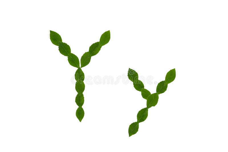 Letter Y, Alphabet Made from Green Leaves Stock Image - Image of nature ...