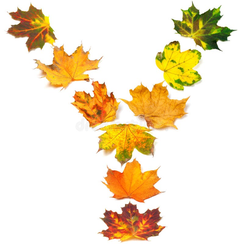 Letter Y Composed of Autumn Maple Leafs Stock Photo - Image of foliage ...