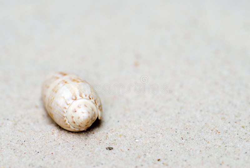 Lettered Olive Shell in Sand Stock Photo - Image of dorsal, brown: 15267482