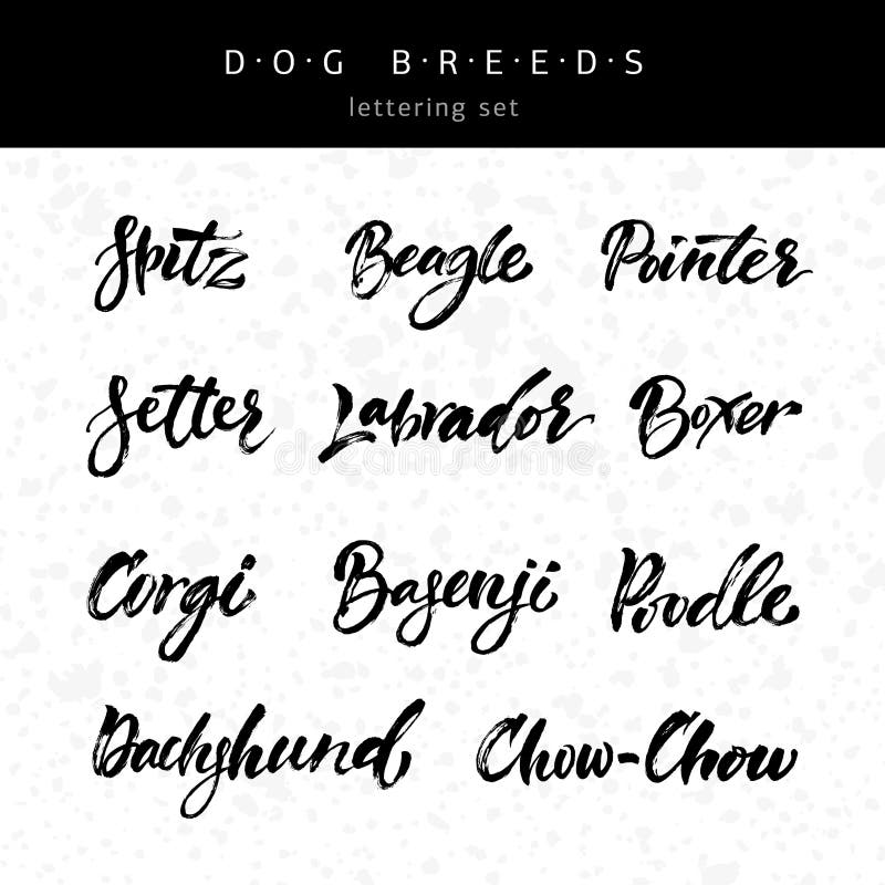 Lettering dog breeds stock vector. Illustration of brush - 85107474