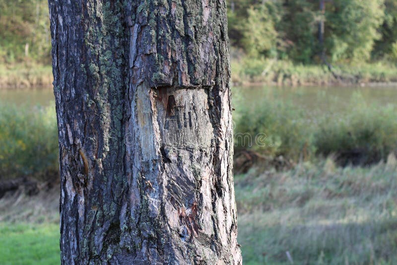 The Letters a and H on a Tree Trunk Stock Photo - Image of name ...