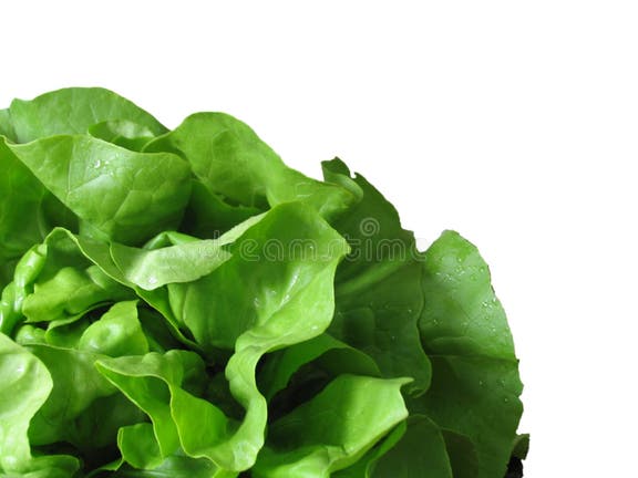 Lettuce stock photo. Image of corner, vegetable, drops - 10703038