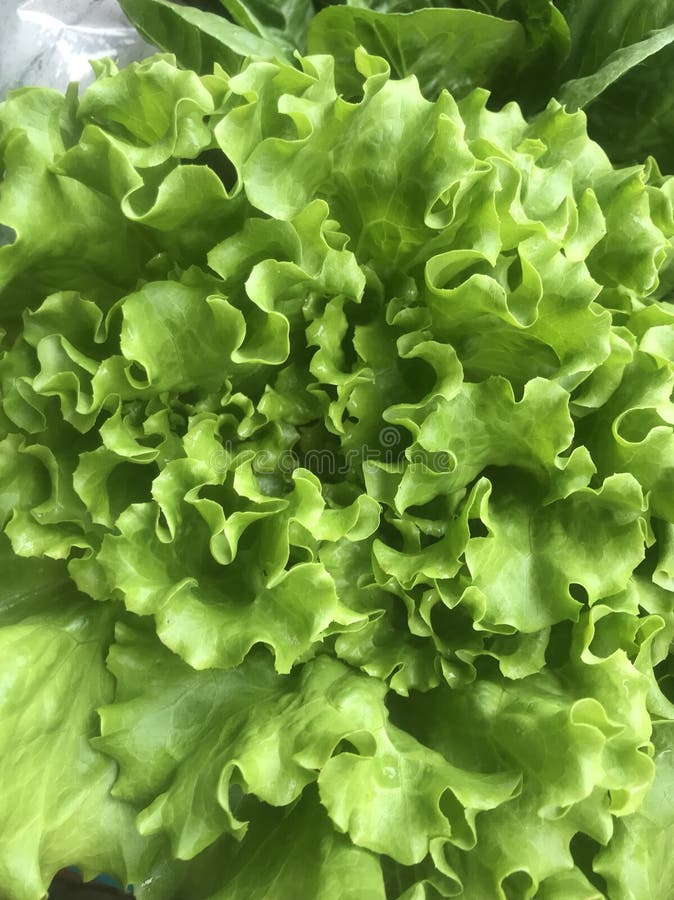 Lettuce stock image. Image of healthy, grown, muir, green - 119733721