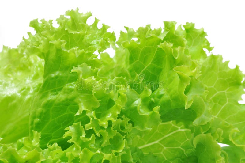 Lettuce stock photo. Image of vegetable, lettuce, nutrition - 14088956