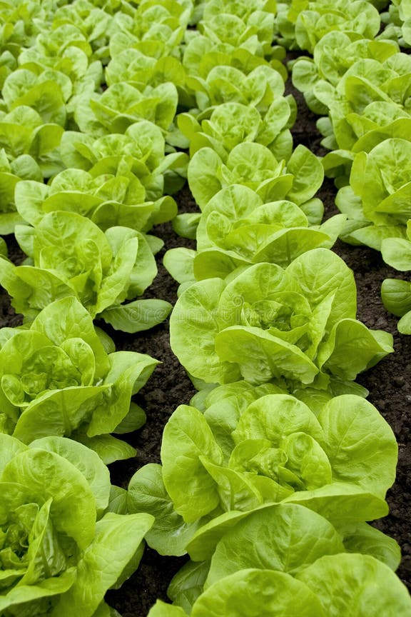 Lettuce stock photo. Image of farm, field, vegetables - 1810728