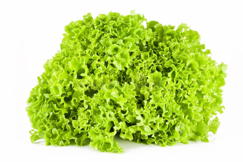 Lollo bianco lettuce stock photo. Image of sheet, healthy - 19728322