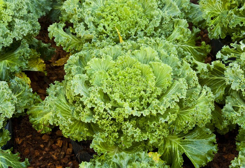 Lettuce stock photo. Image of asteraceae, edible, farmland - 23034590