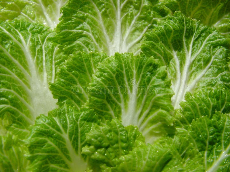Lettuce stock photo. Image of eating, lettuce, green, fresh - 351134