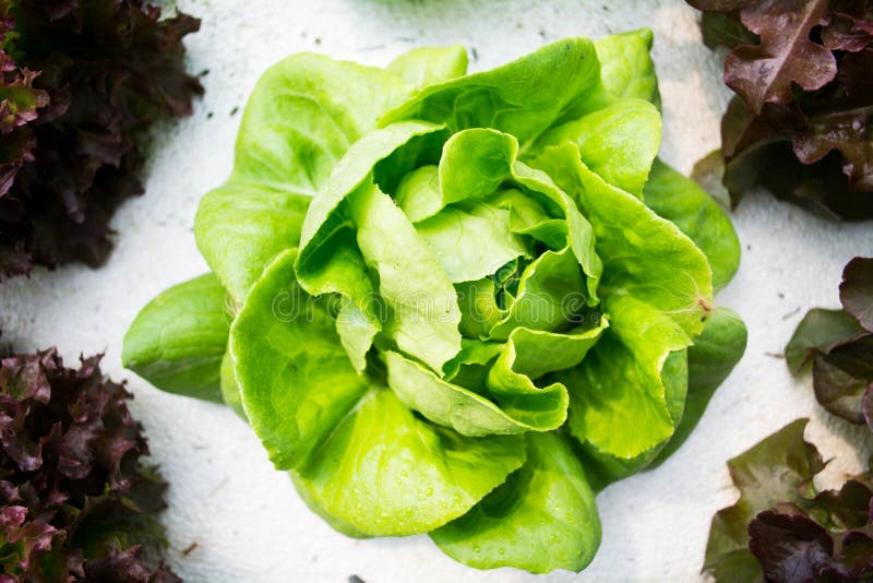 Lettuce stock image. Image of growing, fpril, food, foodstuffs - 38025993