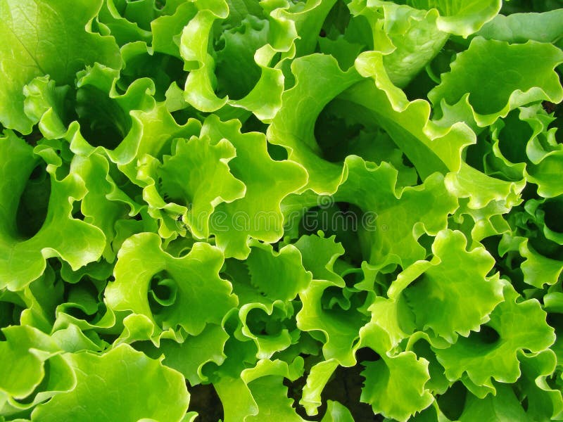 Lettuce abstract stock photo. Image of fresh, diet, pattern - 28652436