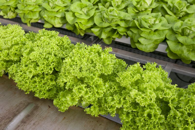 Lettuce stock image. Image of salad, botany, health, hydroponics - 43316865