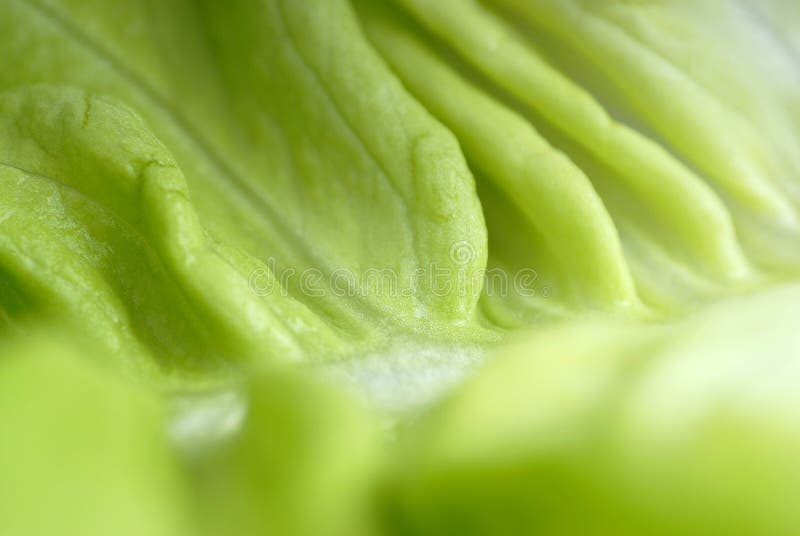 Lettuce Background Picture. Image: 4682756