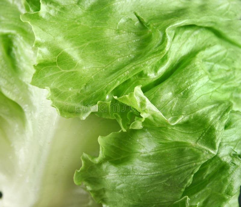 Lettuce Background stock photo. Image of flavorsome, culinary - 4974498