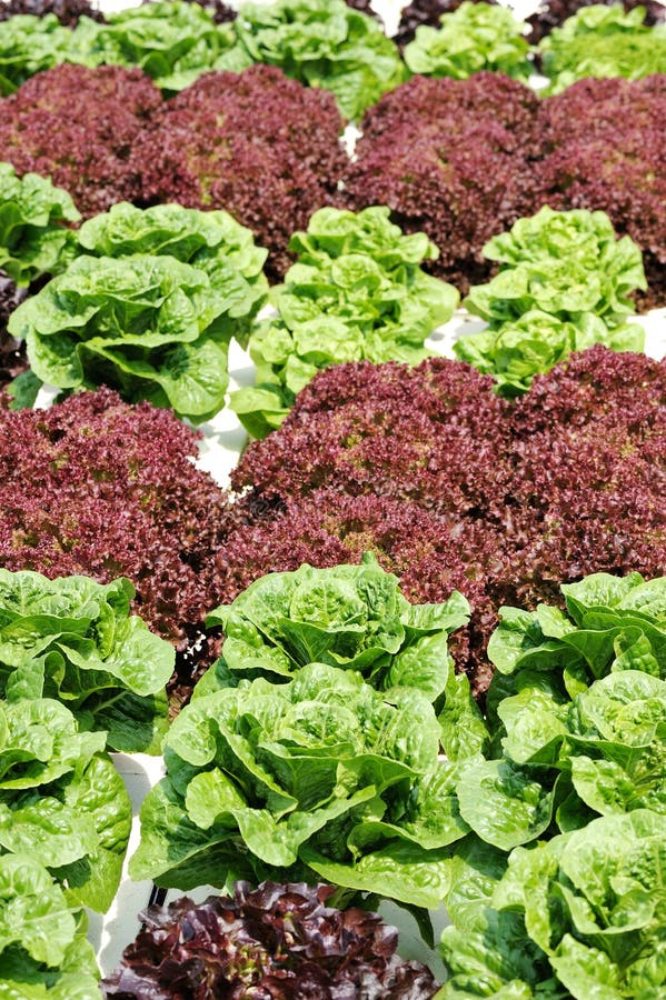 Lettuce stock photo. Image of brown, food, burgundy, soil - 31401636