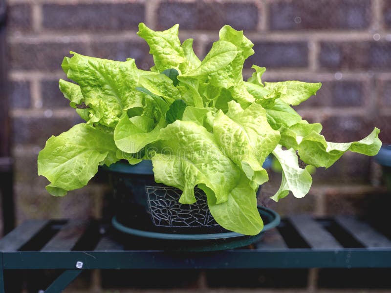 Lettuce Black Seeded Simpson Growing in a Plastic Pot Stock Image ...