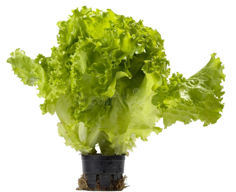 Lettuce bunch stock photo. Image of vegetable, vegetarian - 14824066