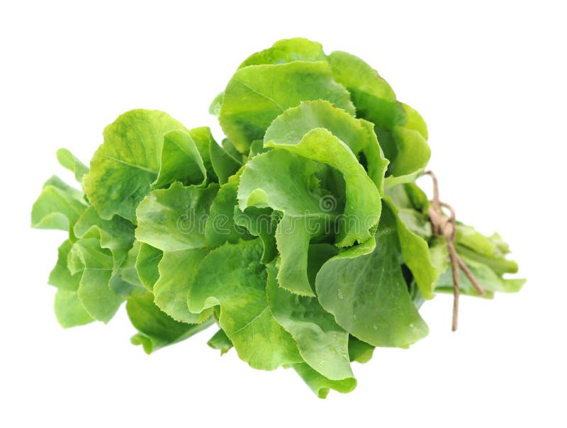 Lettuce stock photo. Image of nutrition, dinner, diet - 40269682