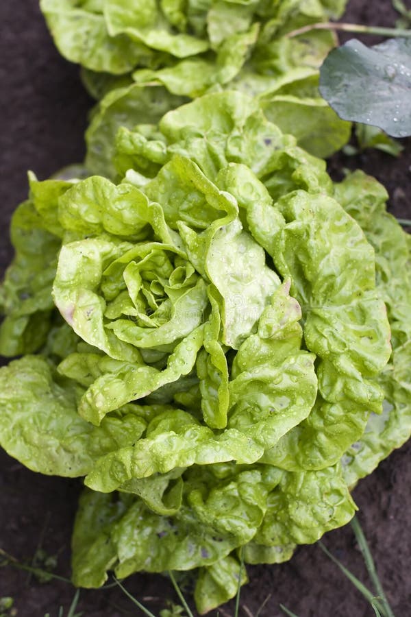 Lettuce stock image. Image of lettuce, food, closeup - 32074115