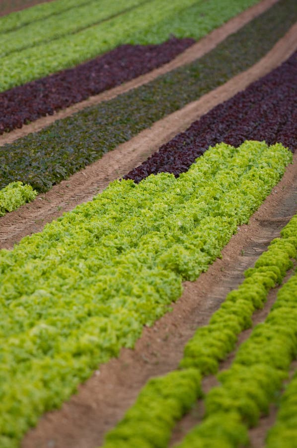 Lettuce crop stock photo. Image of butterhead, lush, horizon - 12164704